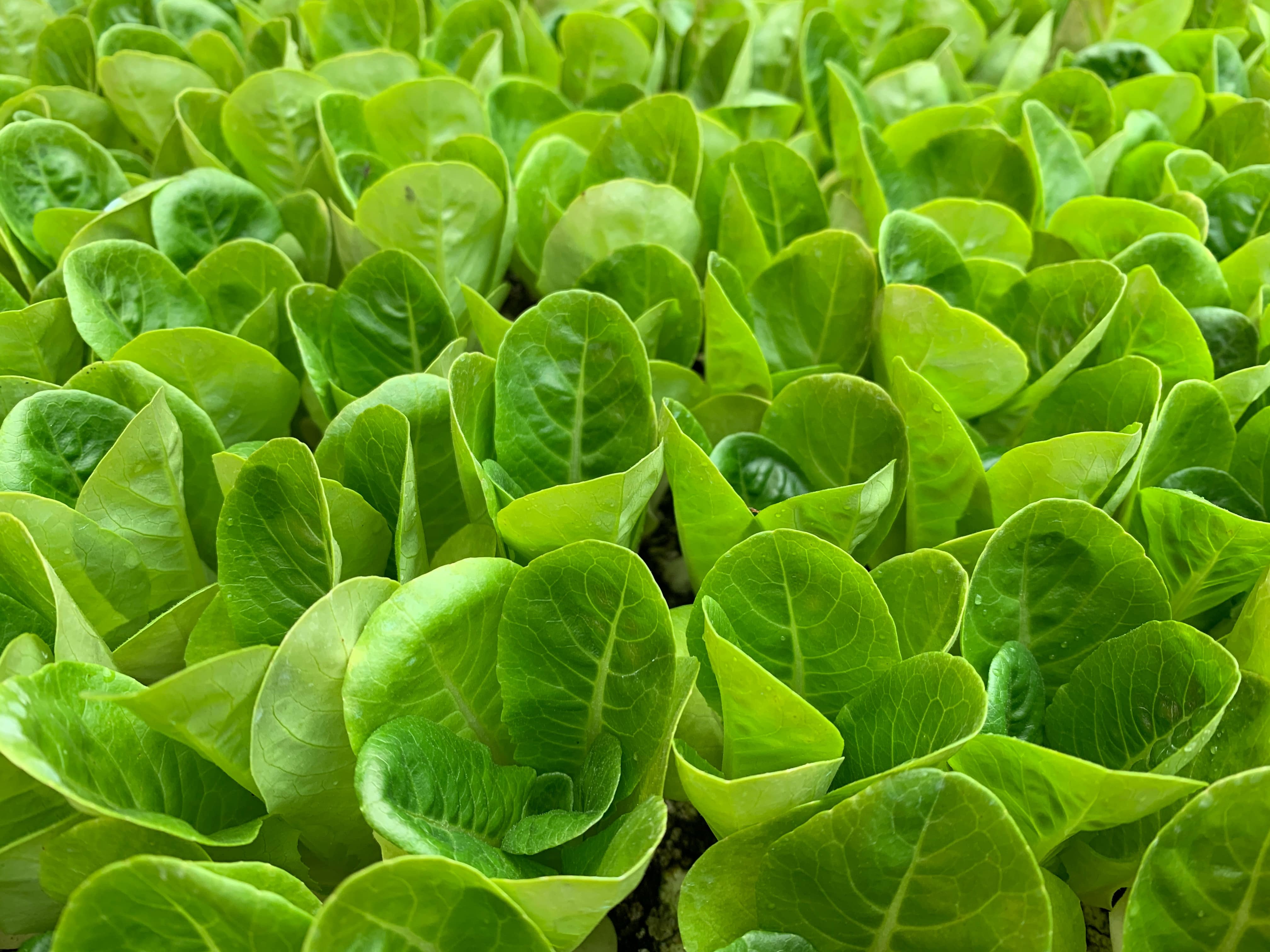 Clayton Farms Develops New Generation of Indoor Farming