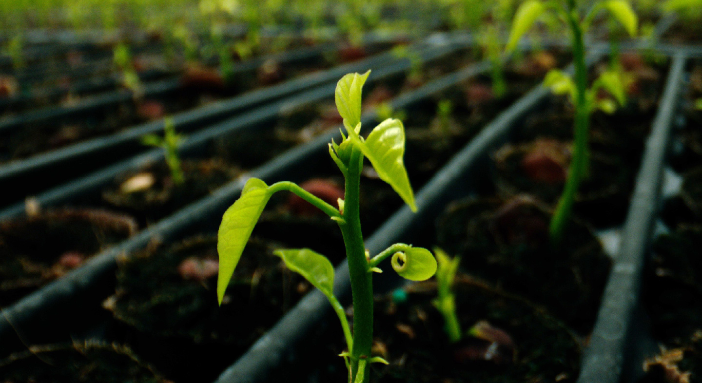 Terviva Receives Investment from Chevron REG